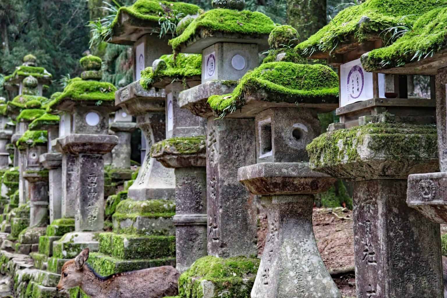 Perfect Day Trip to Nara Itinerary in 2025