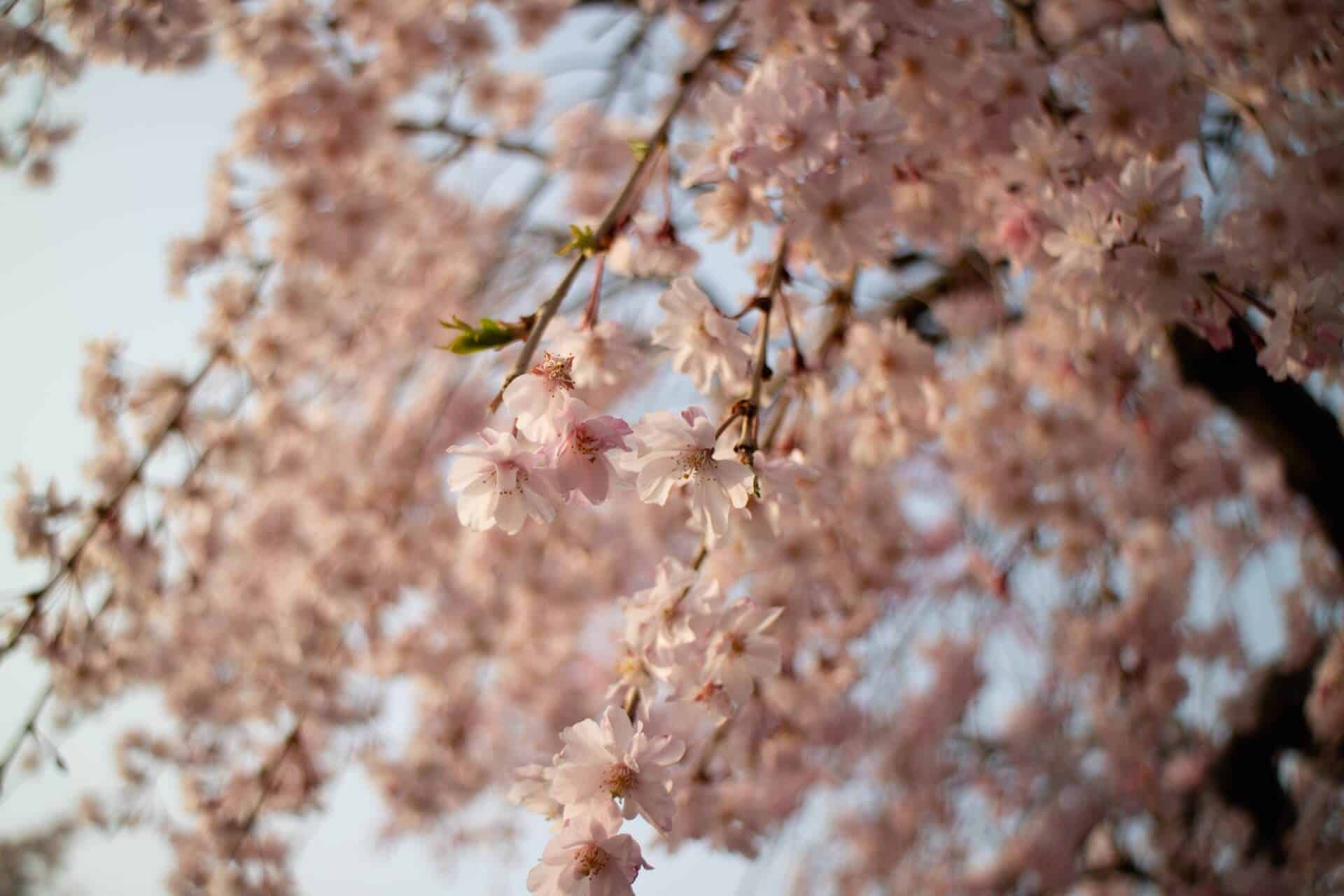 Best Kyoto 2-Day Itinerary in 2026 (For First Timers)