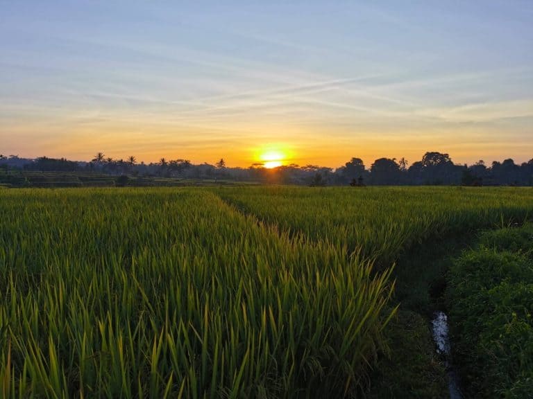 Top 13 Bali Rice Fields That You Should Not Miss