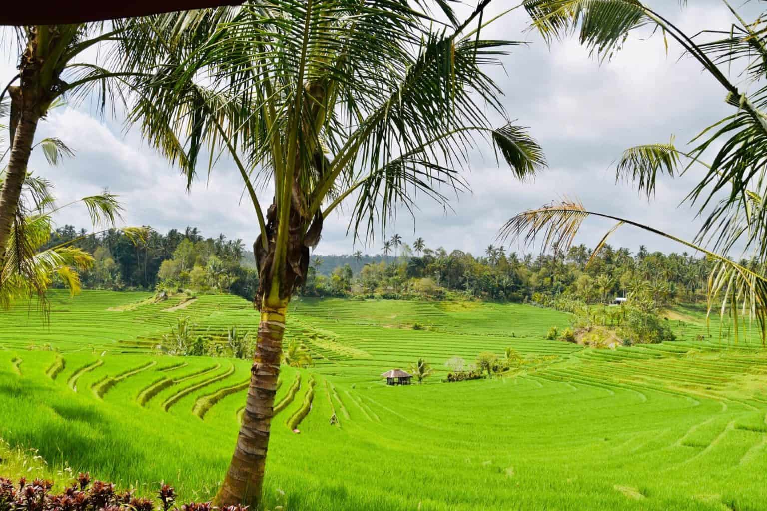 Top 13 Bali Rice Fields That You Should Not Miss