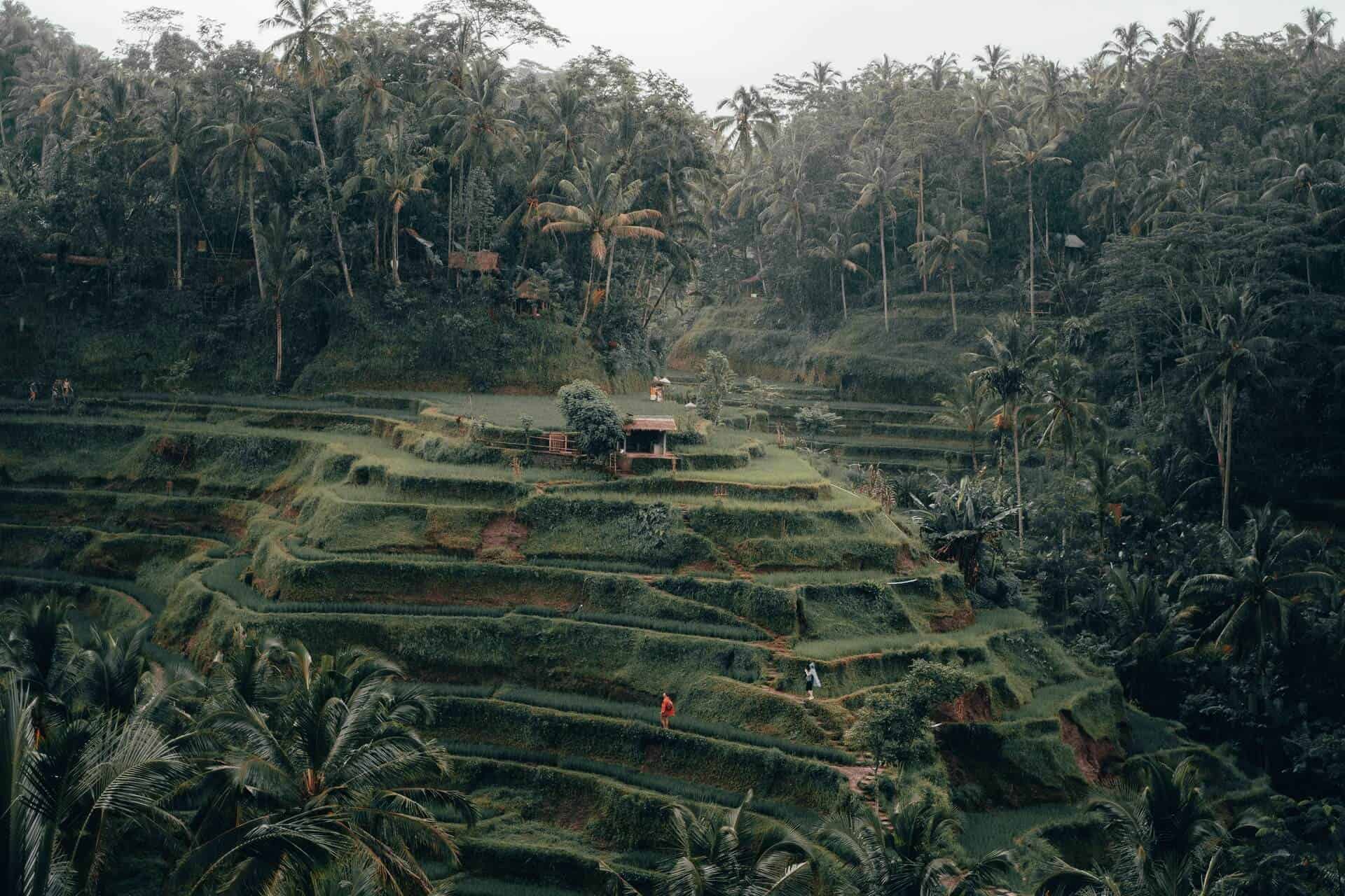 Top 13 Bali Rice Fields That You Should Not Miss
