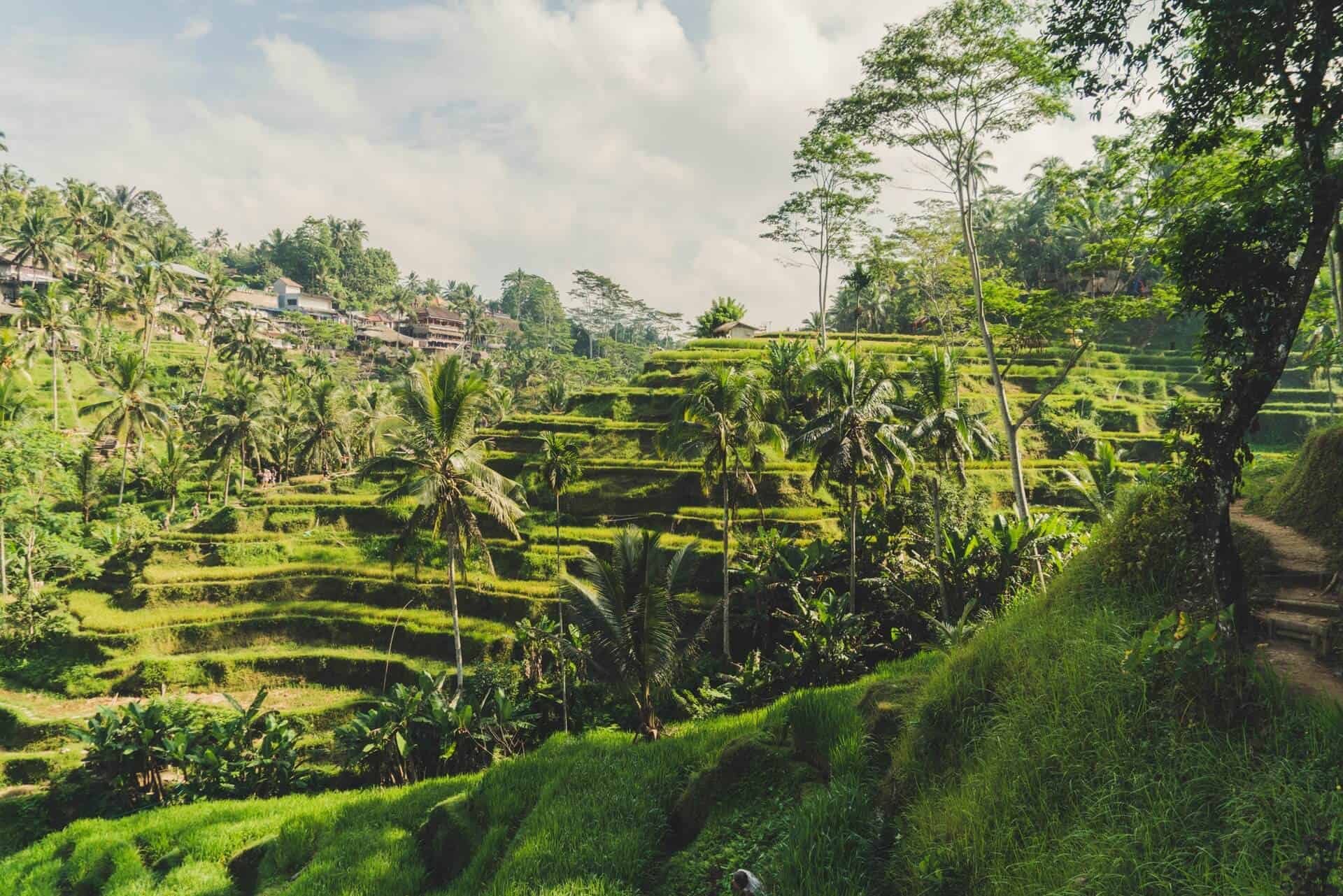 Top 13 Bali Rice Fields That You Should Not Miss