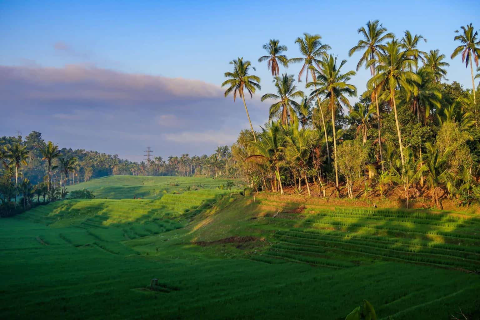 Top 13 Bali Rice Fields That You Should Not Miss