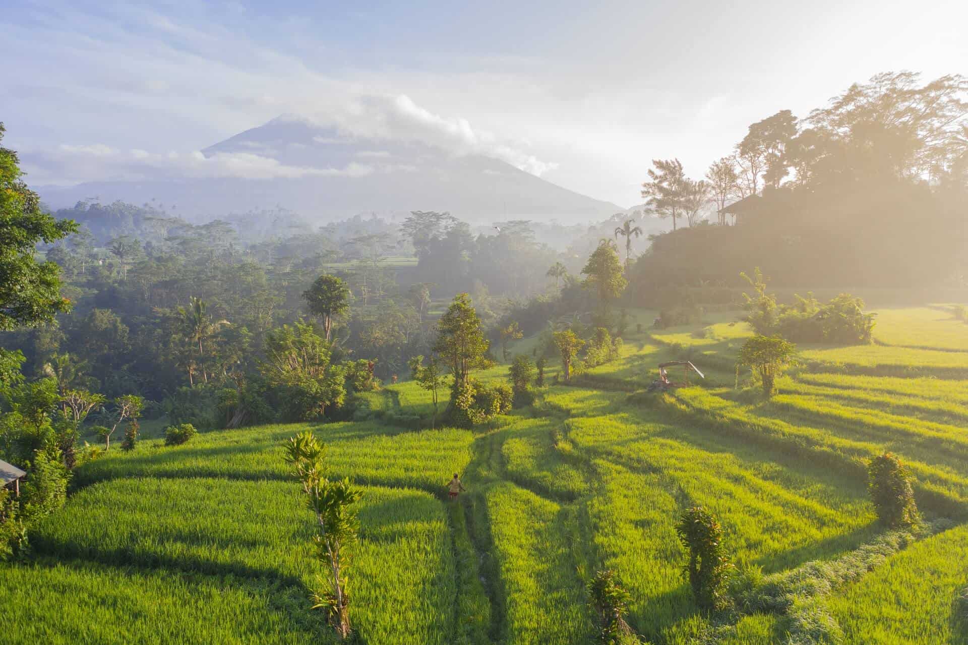 Top 13 Bali Rice Fields That You Should Not Miss