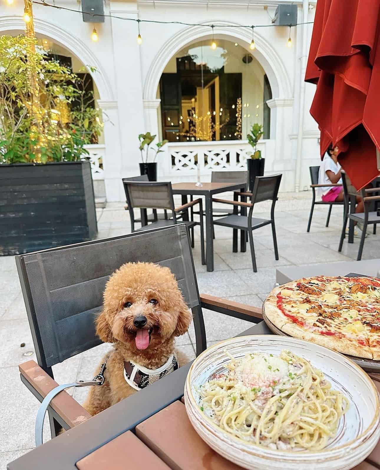 23 Best Dog Cafes in Singapore in 2025 (Fun Quality Time!)