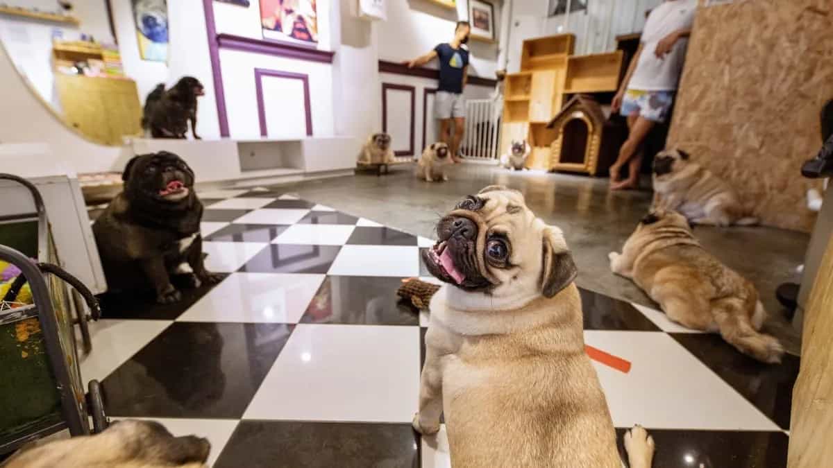 23 Best Dog Cafes in Singapore in 2025 (Fun Quality Time!)