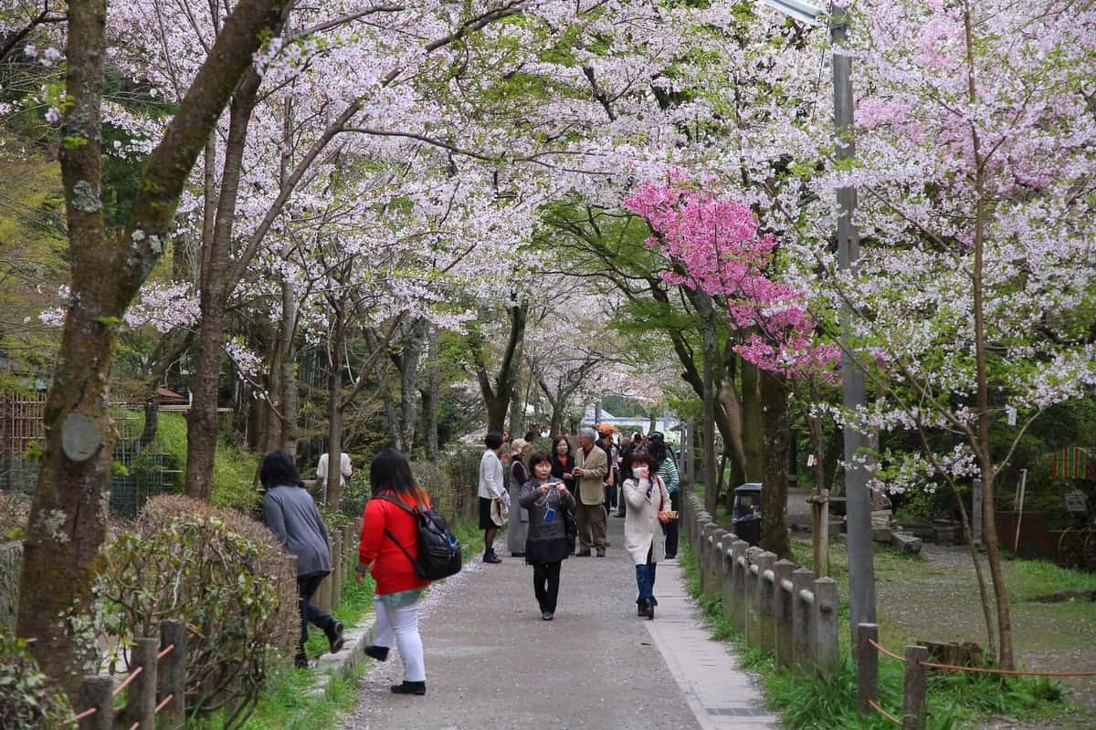 Kyoto Bucket List: 31 Unmissable Things You Must Do Before You Leave (2026)