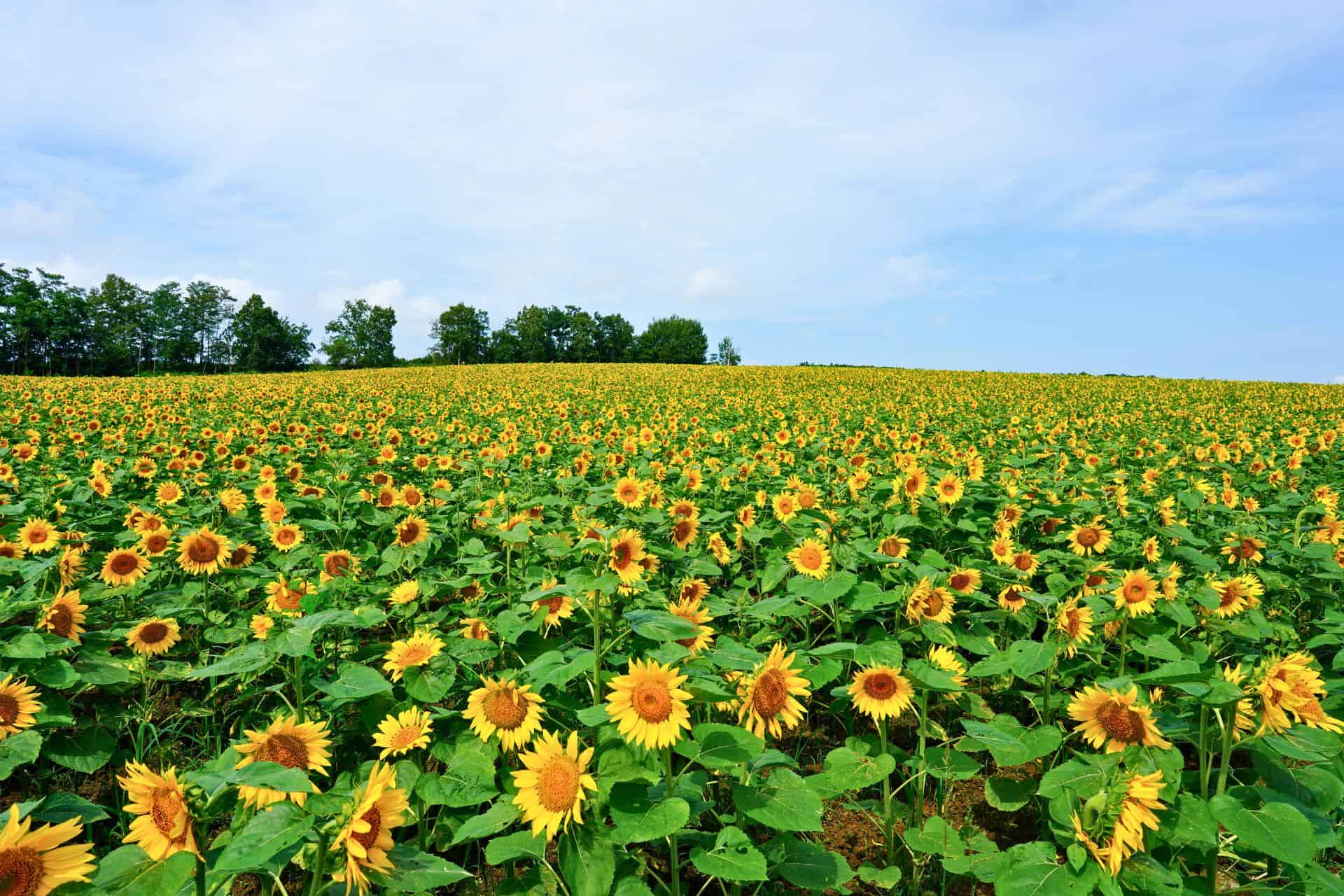 Summer in Japan: 11 Unmissable Things to Do for First-Time Travellers ...