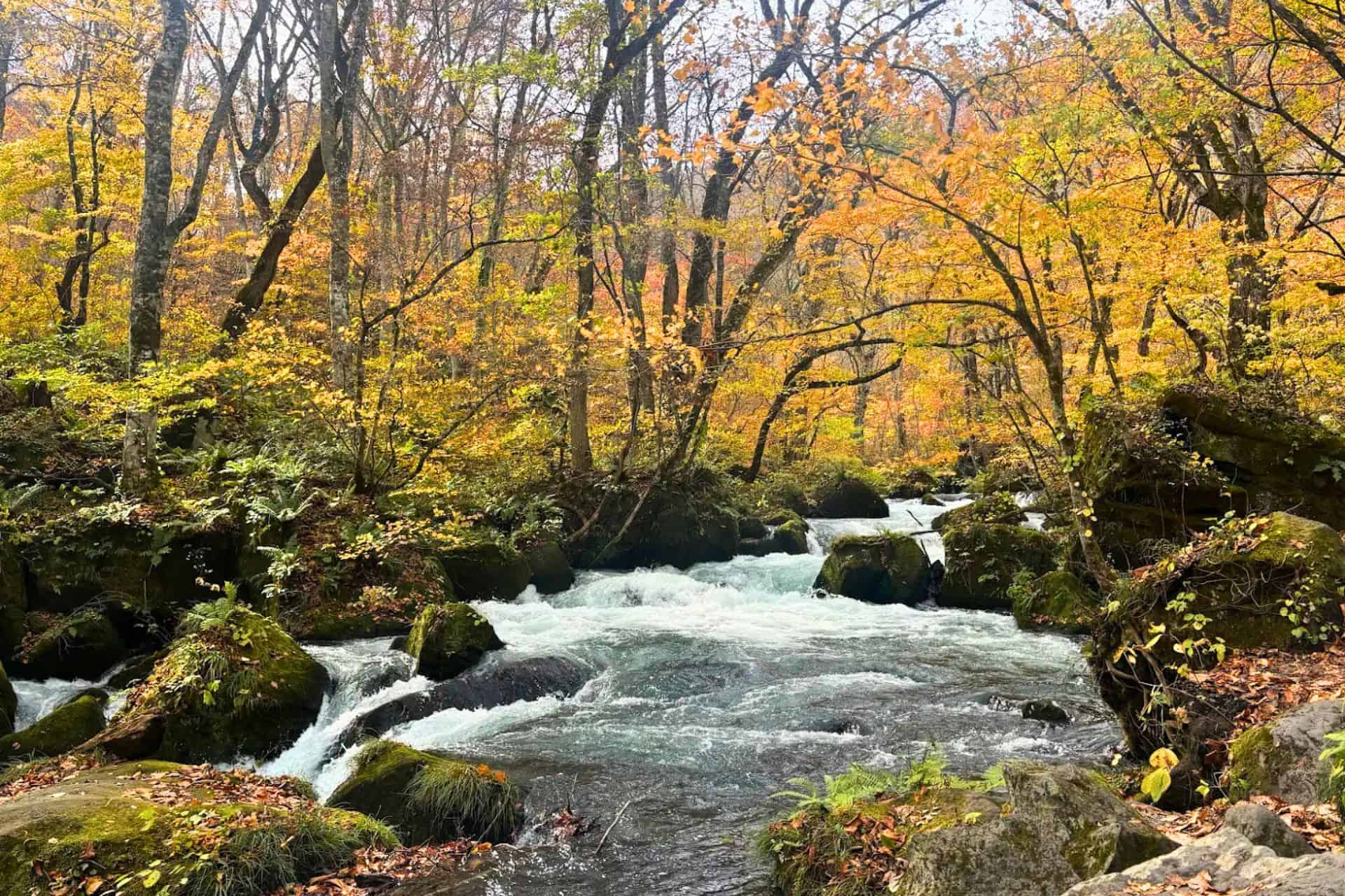 15 Best Things to Do in Fall in Japan (2026)